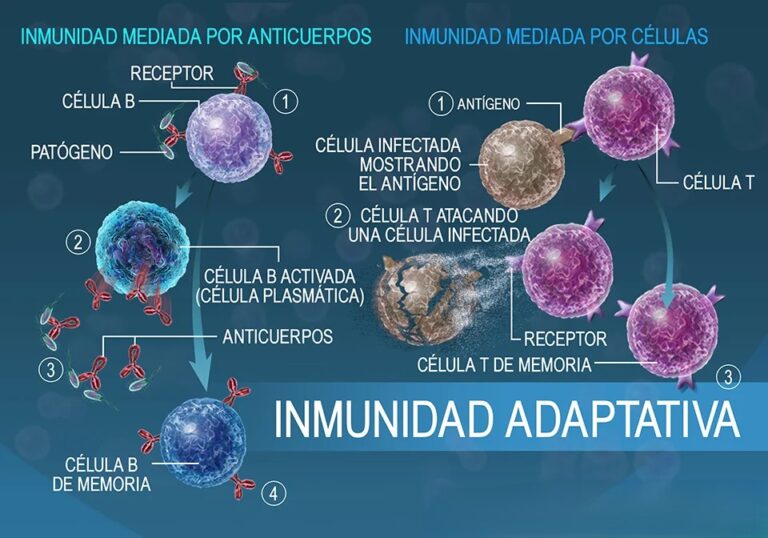¿Cuál es la diferencia entre la inmunidad innata y la inmunidad adaptativa?